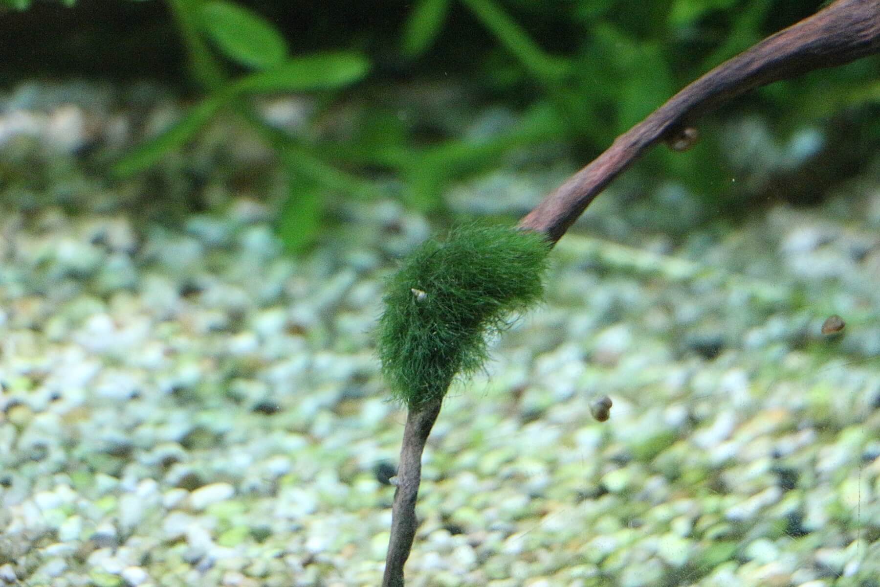 Algenwuchs im Aquarium vorbeugen – Süßwasseraquarium: Fische, Pflanzen ...