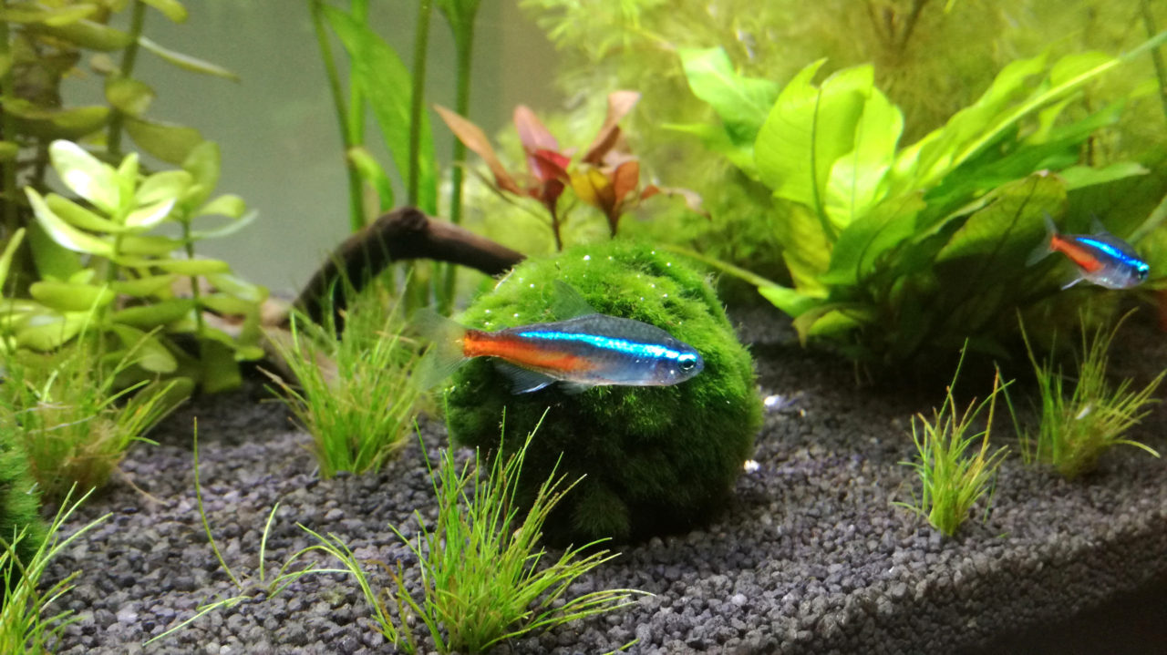 Neonsalmler (Neons): Haltung, Wasserwerte, Fütterung ...